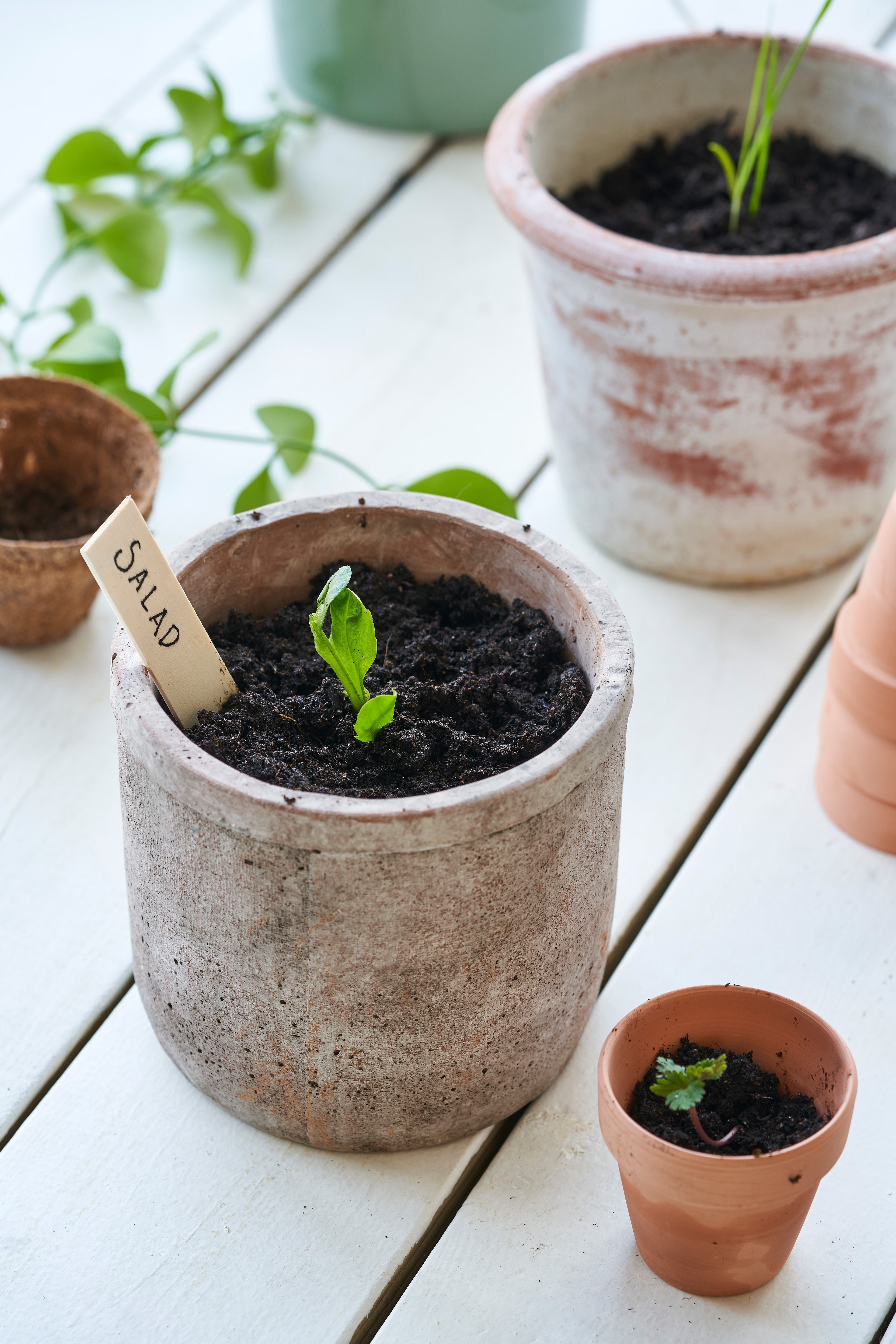 Guide: Pre-sprouting | Søstrene Grene
