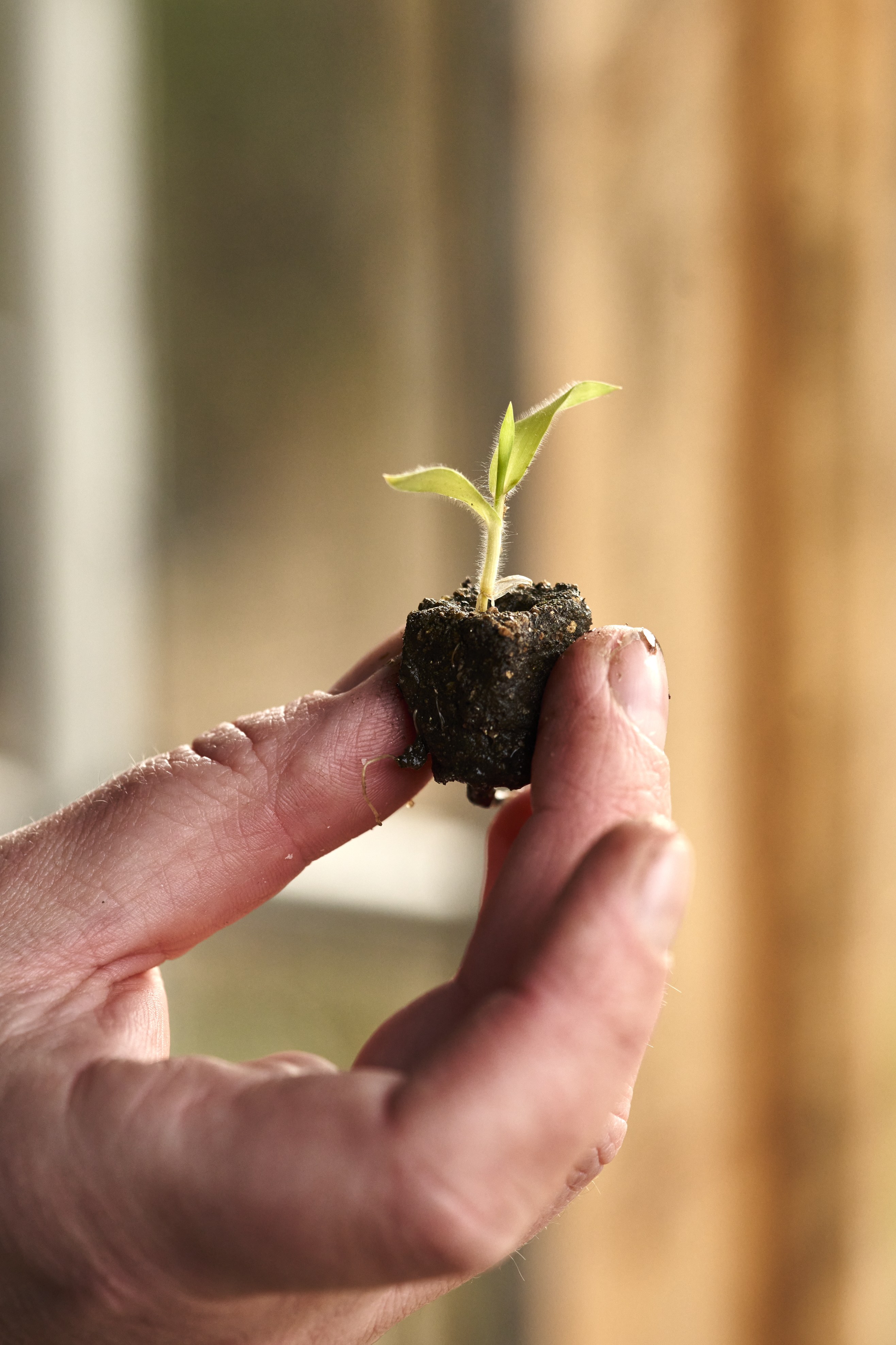 Theresa grows vibrant bouquets in her own garden | Søstrene Grene